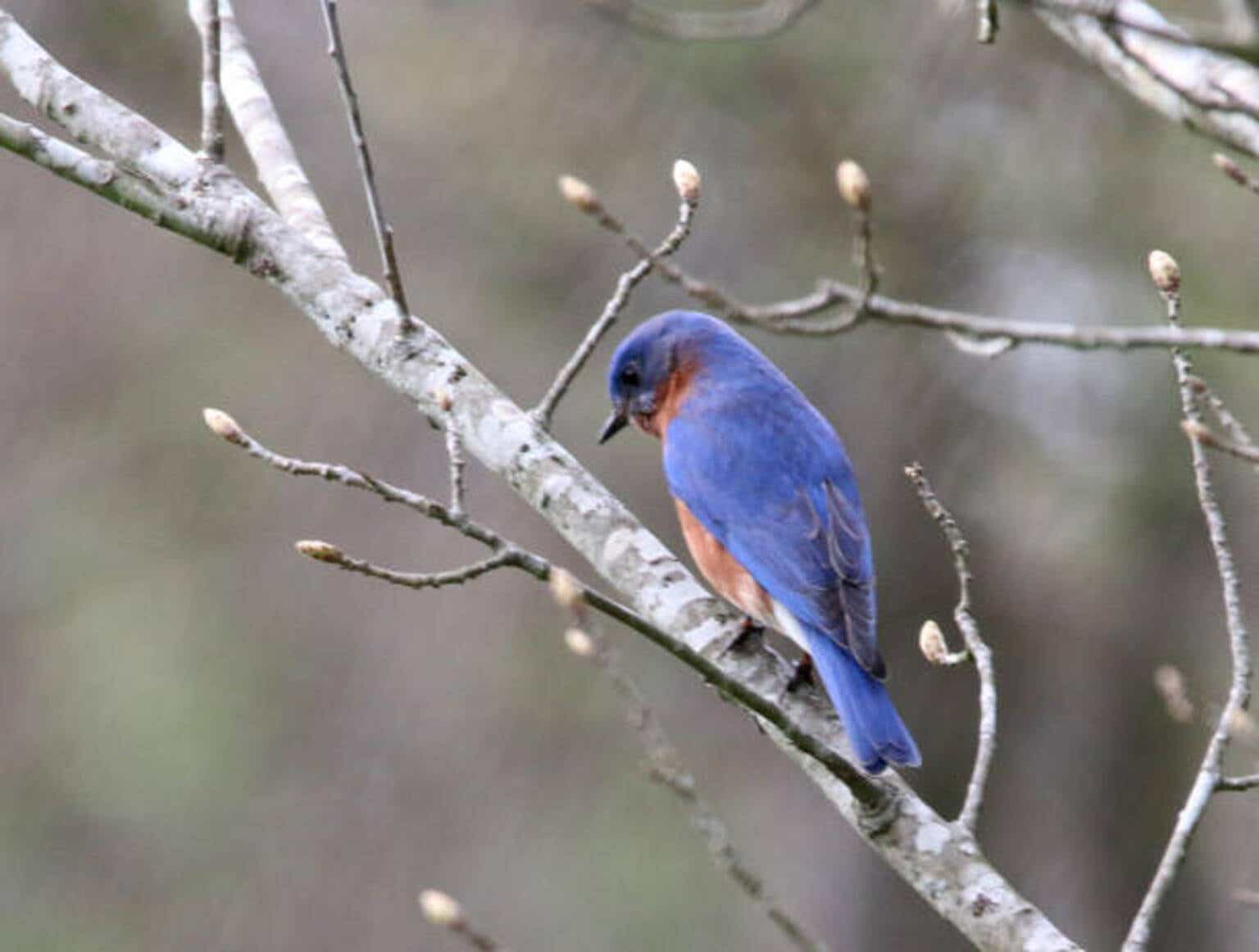 bluebird bio sees higher offer for company from Ayrmid Pharma