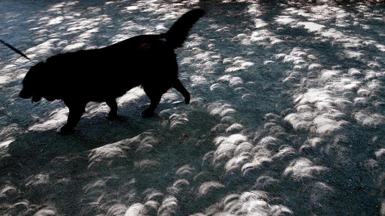 2025 solar eclipse visible in NYC tomorow: What time, how to see it