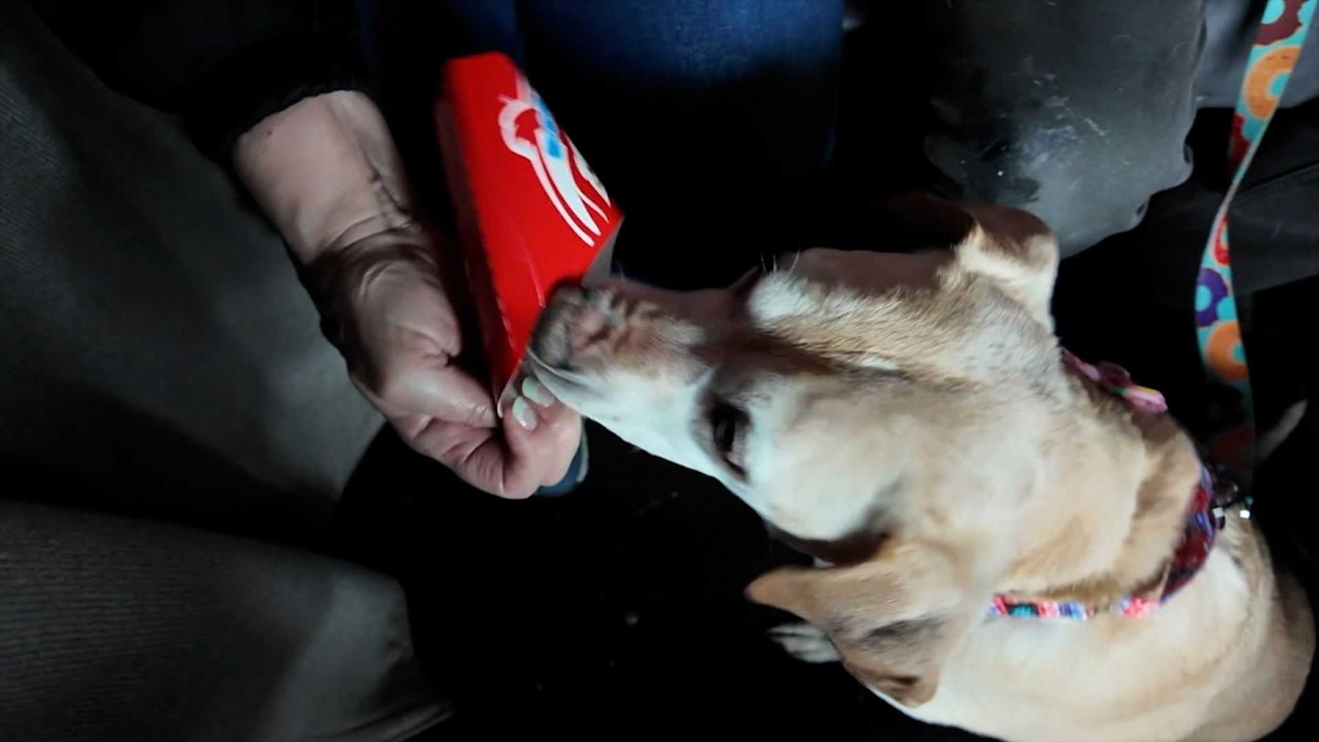 Truck drivers give 14-year-old shelter dog happiness with rides and ...