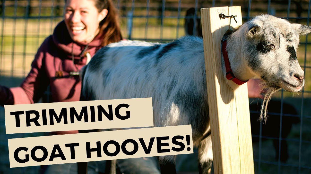 Goat Care: Trimming Hooves, Giving Shots, Pregnancy Tests