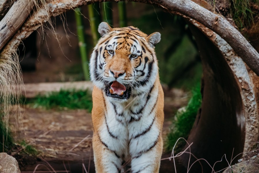 Riverbanks Zoo announces death of beloved Amur tiger