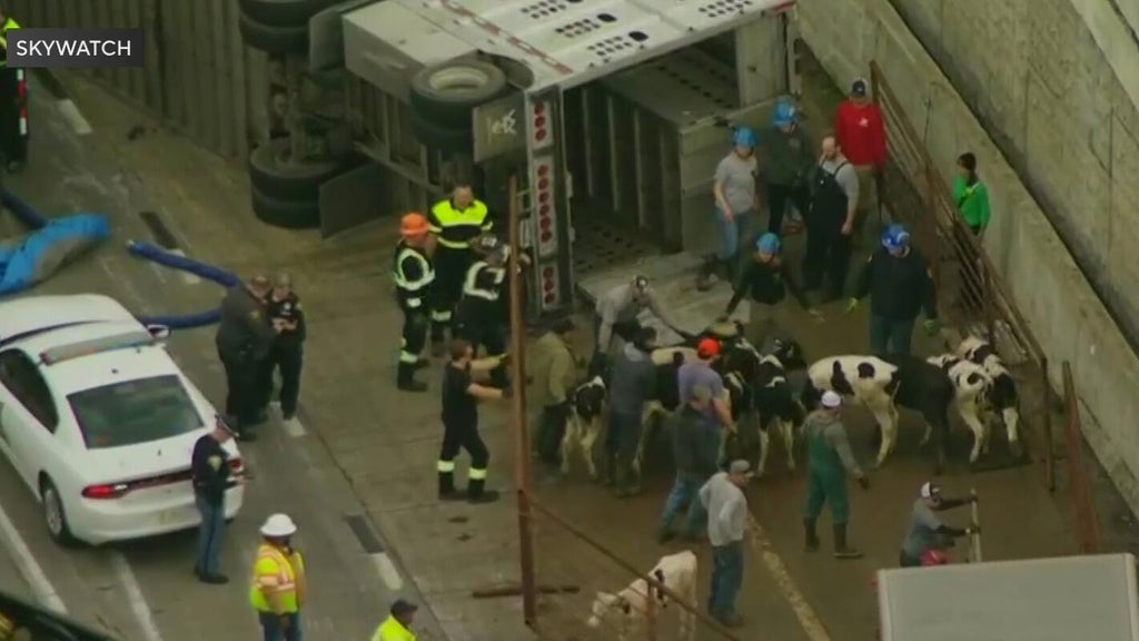 2 cows killed, 3 others injured after cattle truck rolls over on I-65 ...
