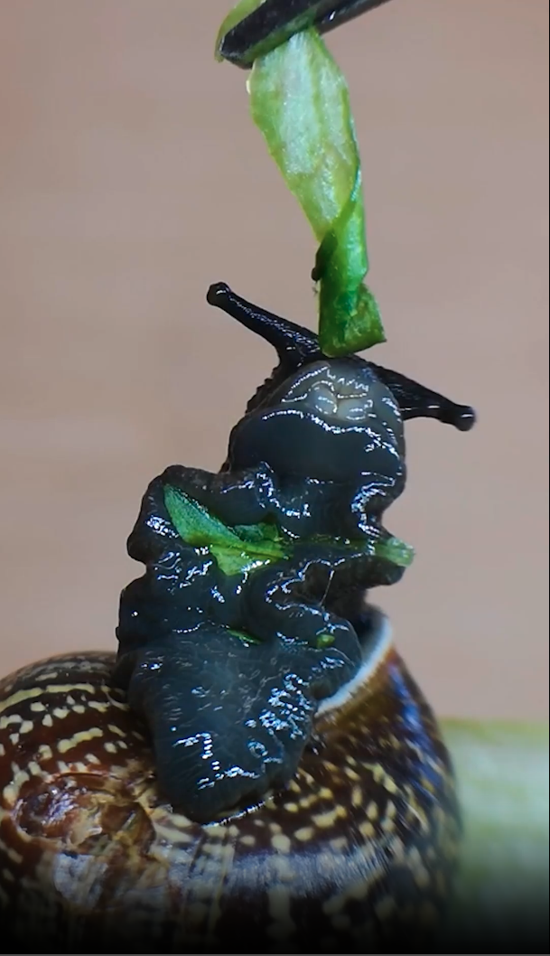 Up Close: Snail Feasting on Lettuce!