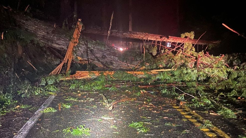 Giant downed Redwood tree blocks Highway 199 near Crescent City