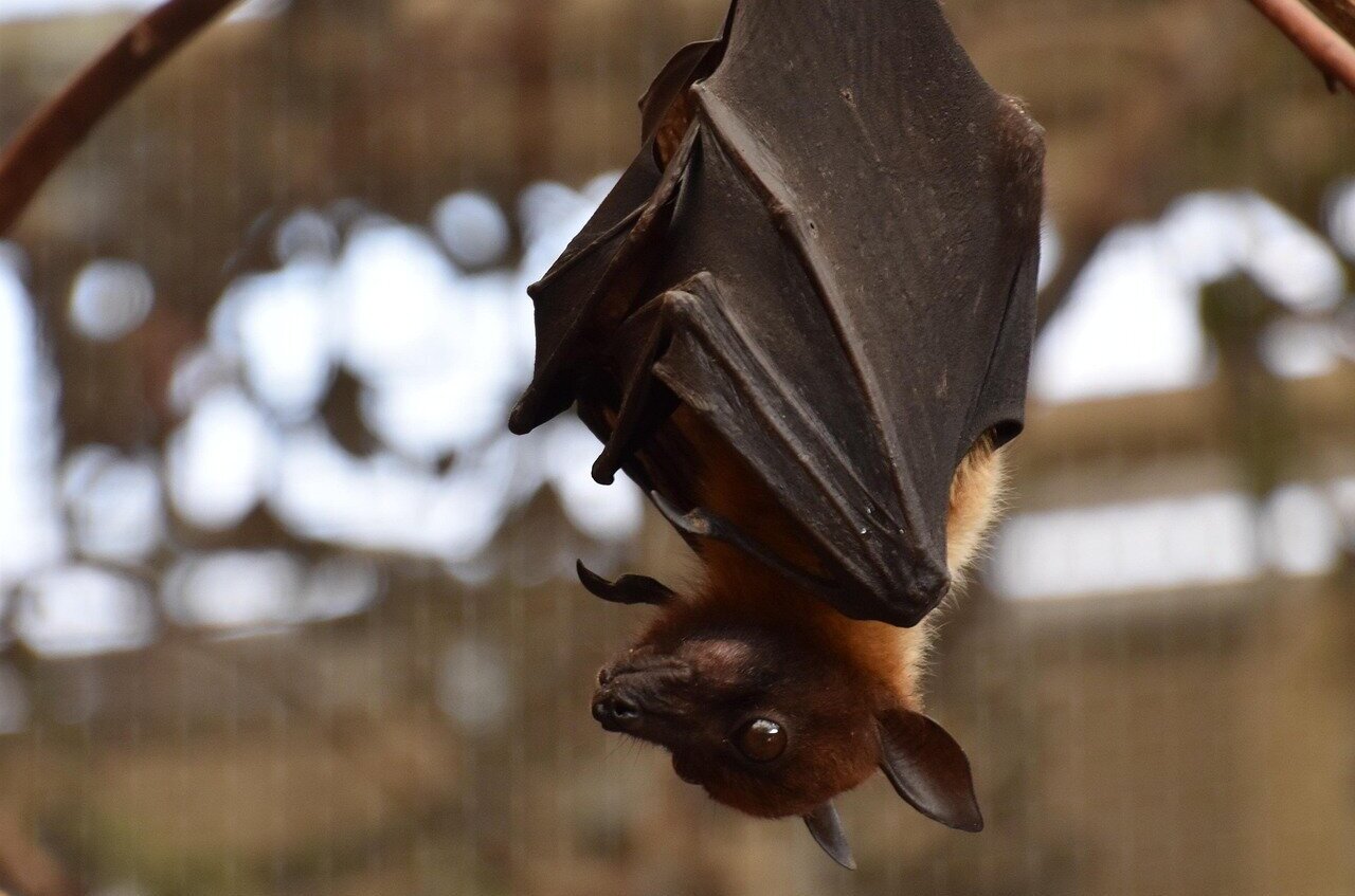 Understanding Australian bat lyssavirus: Risks and safety measures