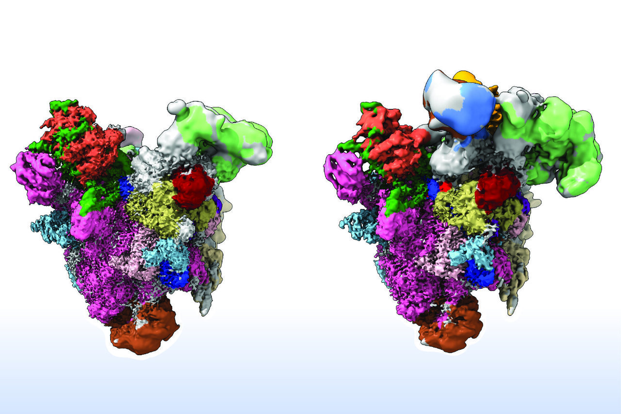 Quality assurance in the cell: Preventing defective protein blueprints