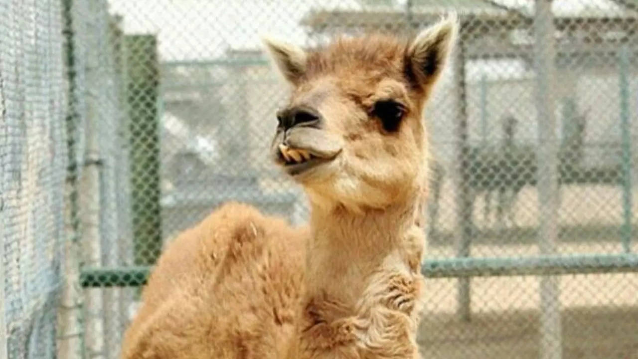 8 rare hybrid animals created by humans and their unique traits