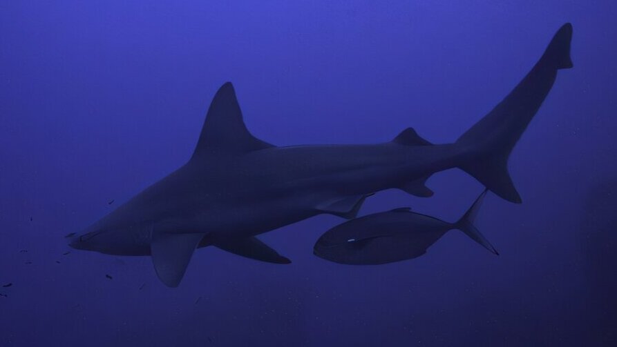 Fish use sharks as shields to ambush prey, study reveals