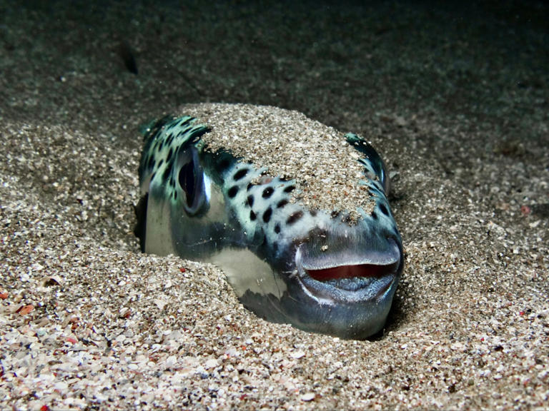 Wędkarz wyłowił toksyczną rybę. Naukowcy złapali się za głowy