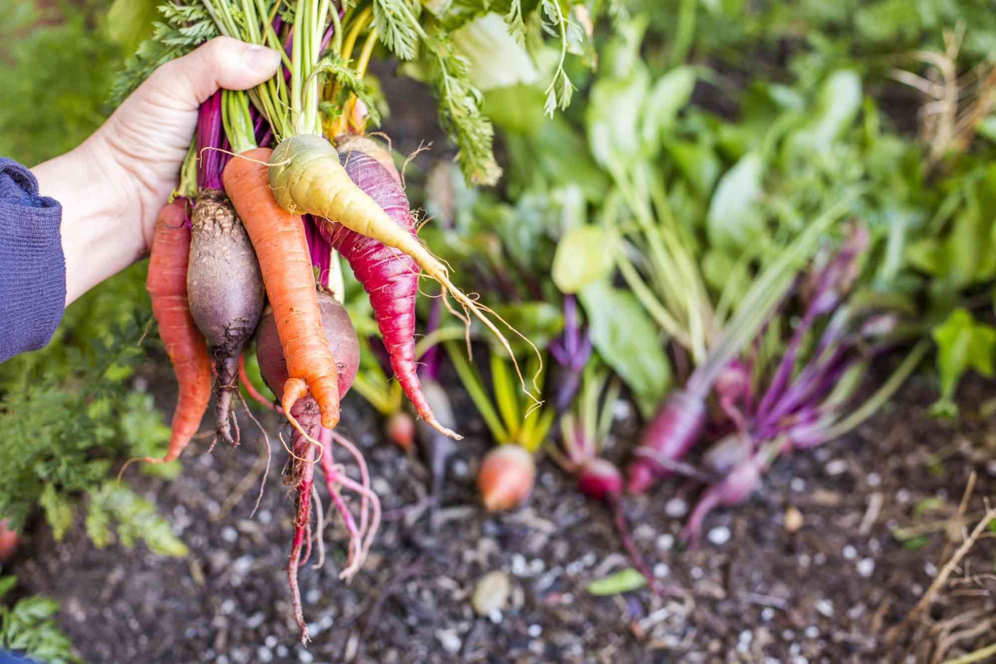 Everything You Need To Know About Root Vegetables
