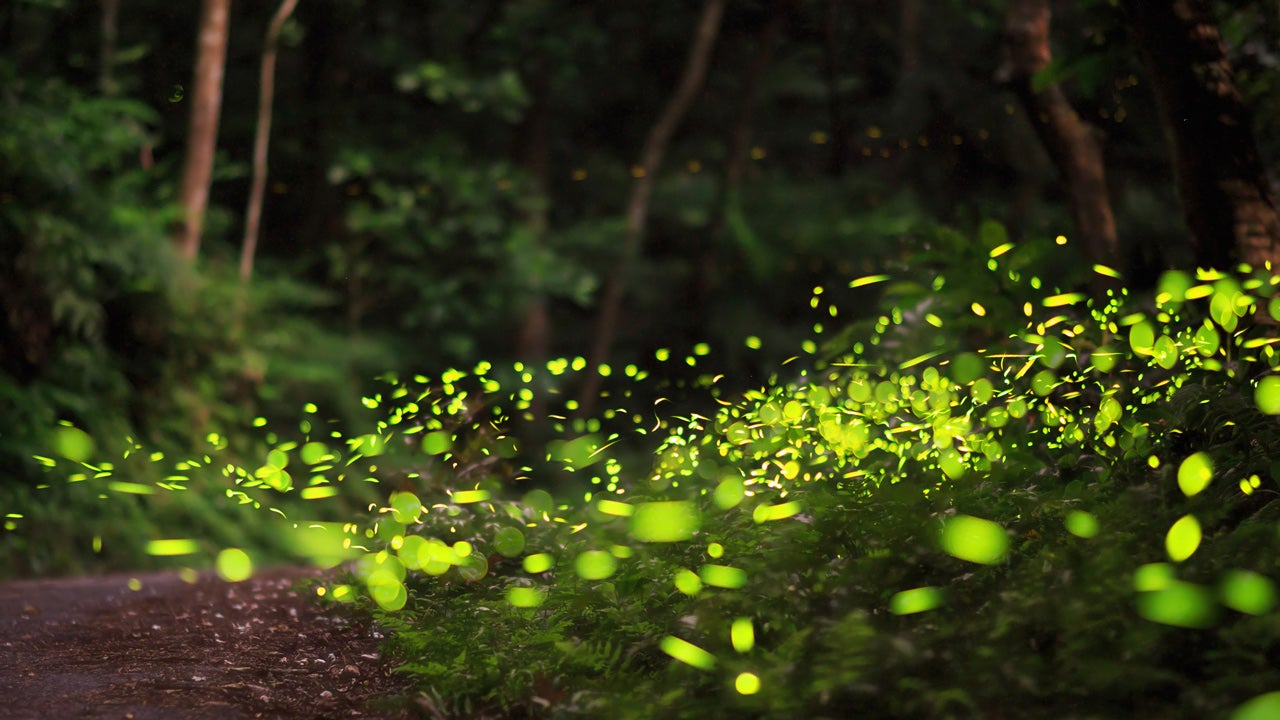 Act Fast To See Synchronous Fireflies At Congaree And Great Smoky ...