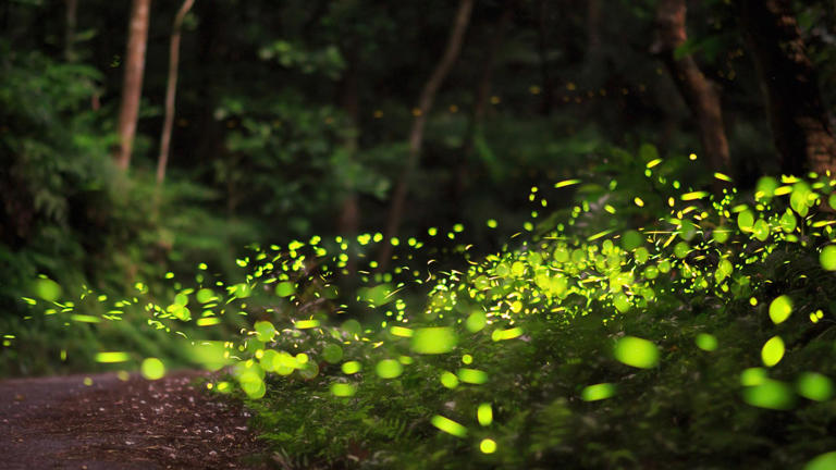 Act Fast To See Synchronous Fireflies At Congaree And Great Smoky ...