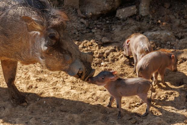 Colchester Zoo welcomes trio of adorable hoglets as warthog births ...