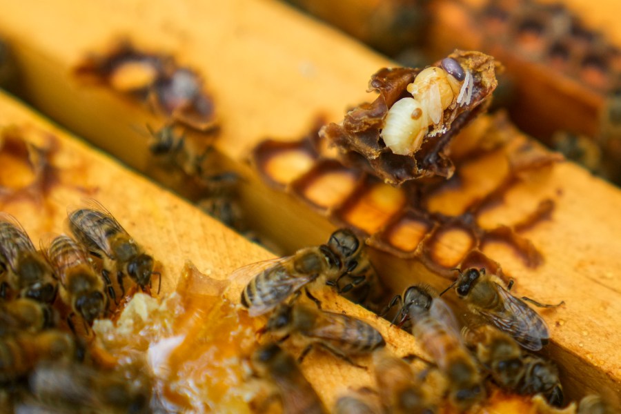 Winter bee deaths hit decade high, challenging beekeepers