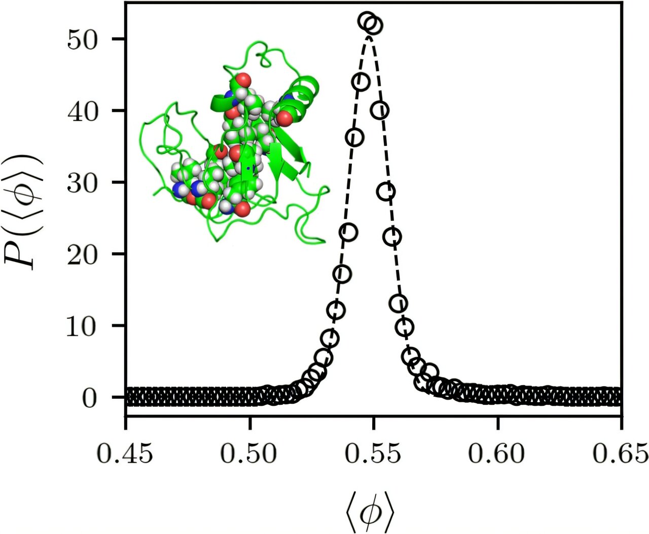 A protein folding mystery solved: Study explains core packing fractions