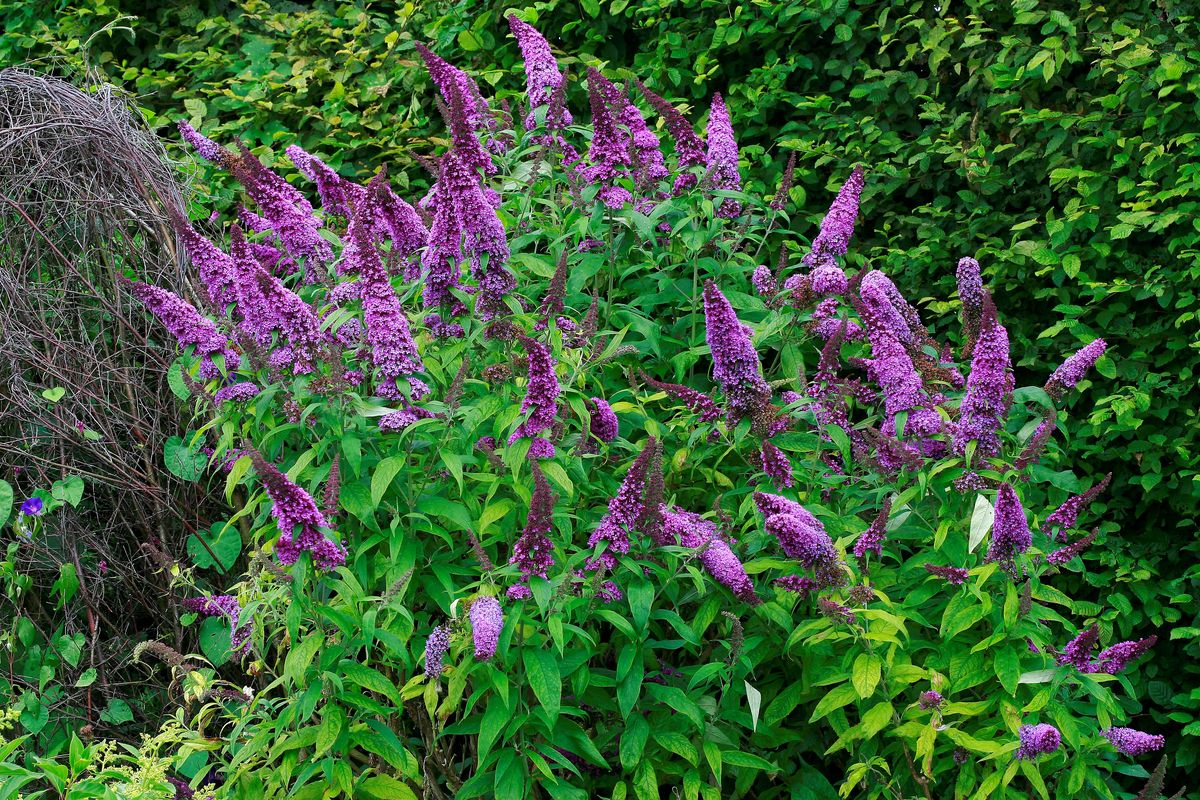 Scientists Reveal Butterflies Are Disappearing at a "Catastrophic" Rate ...