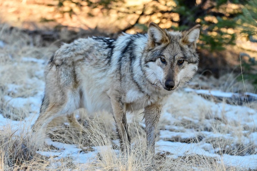 Endangered wolf roaming on New Mexico highway
