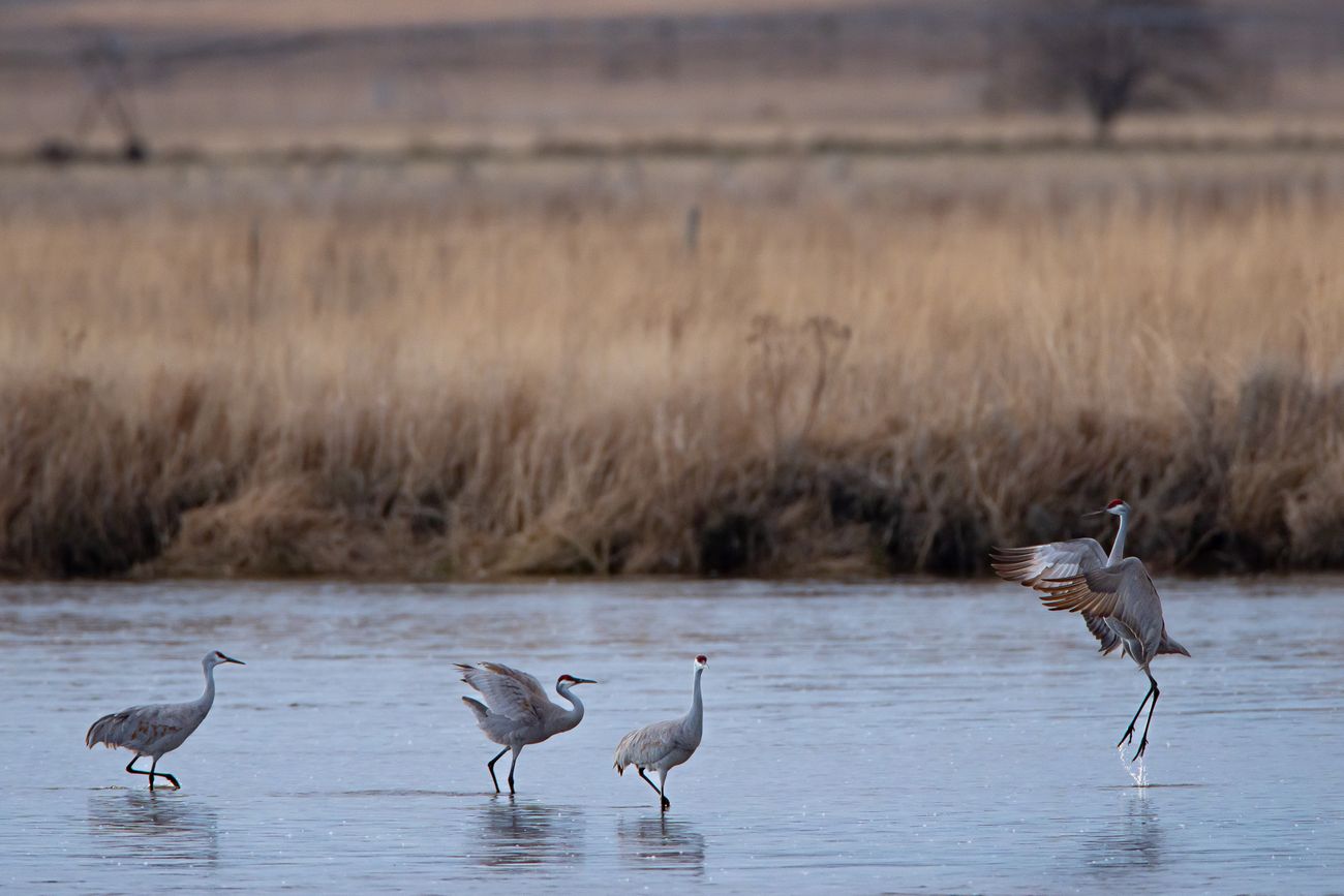Record-High 736,000 Sandhill Cranes Flock to Nebraska During Spring ...