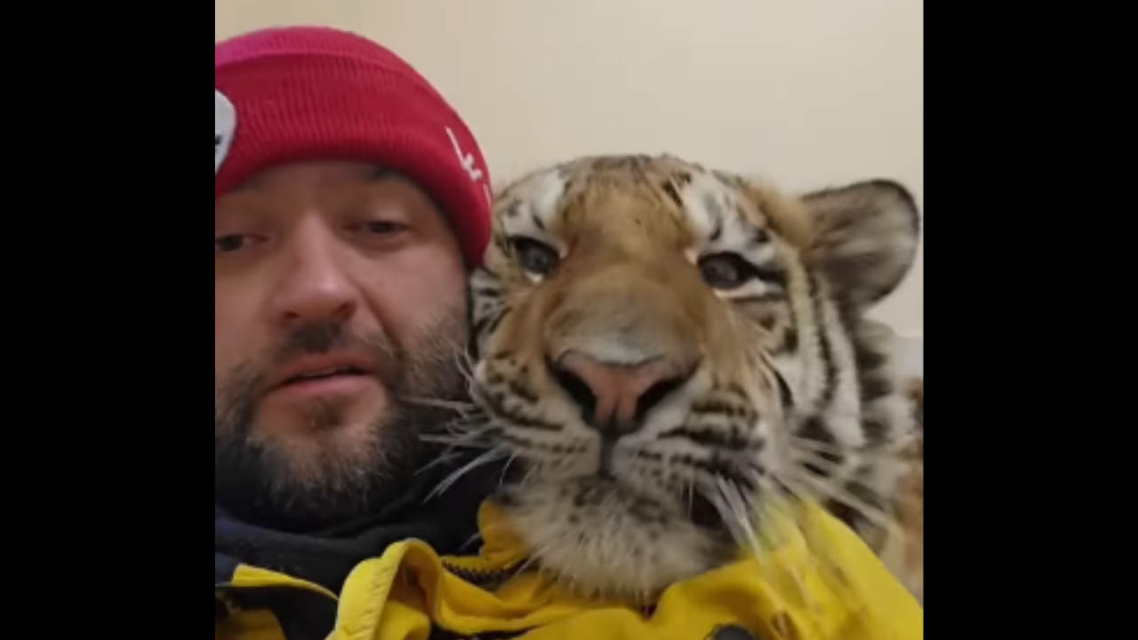 ‘It Identifies As A House Cat!’: Amused Internet Reacts To Video Of ...