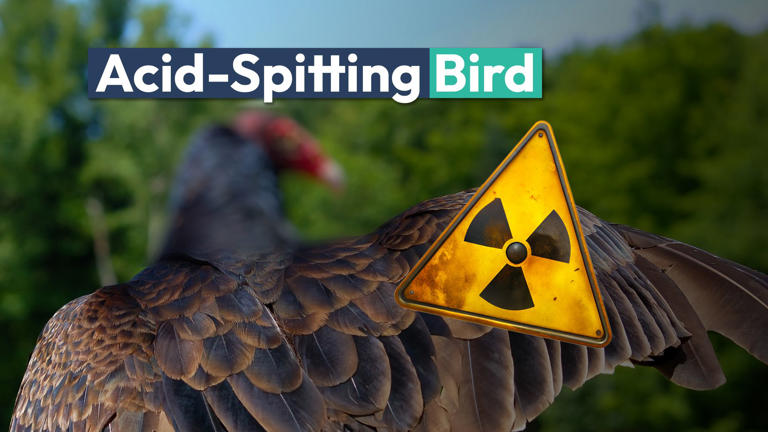 America's Strangest Bird Vomits Acid And Poops Antiseptic