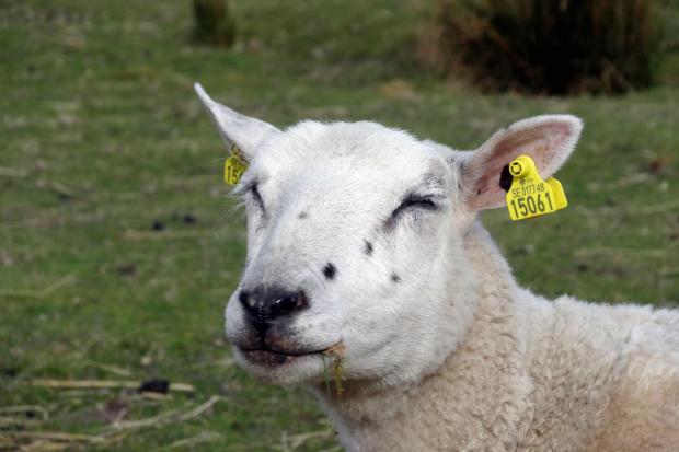 Farm allowed to build new 'isolation barn' to quarantine sick sheep and ...