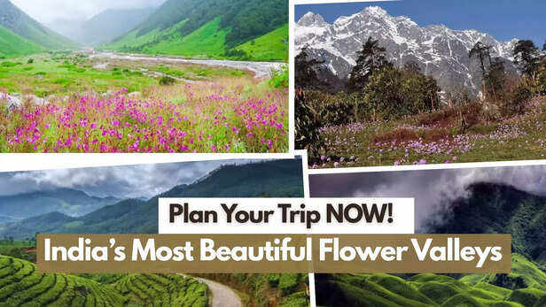 6 Hidden Flower Valleys in India That Only Bloom Once a Year—Don’t Miss ...