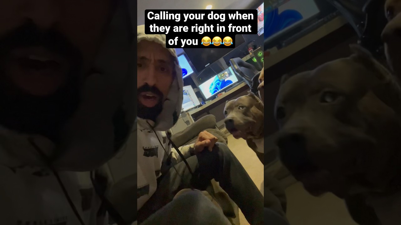 Calling dog while he’s right there confuses him in funny prank
