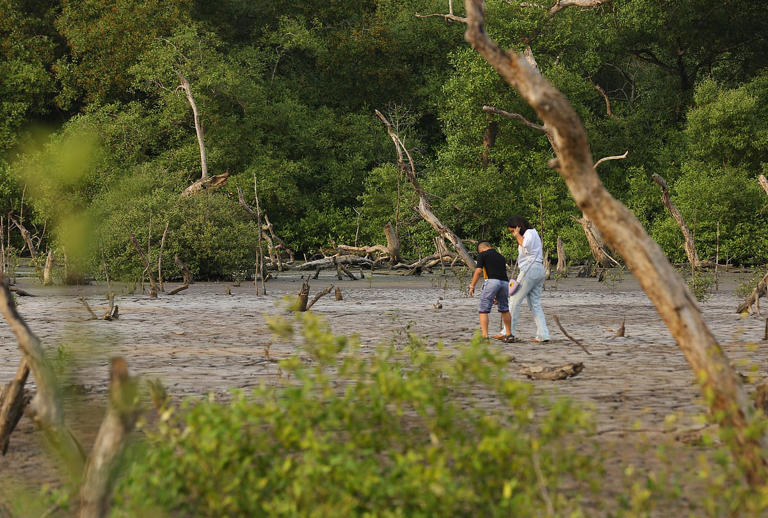 Dry & wry: 'Droughtscape' in Kochi's mangrove ecosystem?