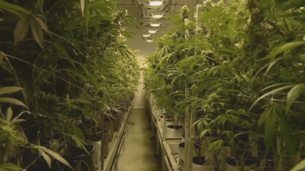 Oklahoma report reveals surge in child marijuana use and missing 70 ...