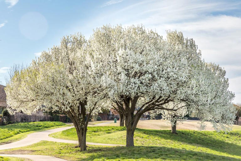 Invasive Bradford pear trees return to Missouri – How to replace them