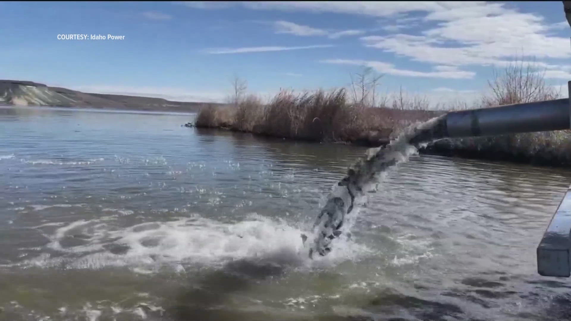Fish around and find trout: IDFG stocking rainbow trout in the Magic Valley