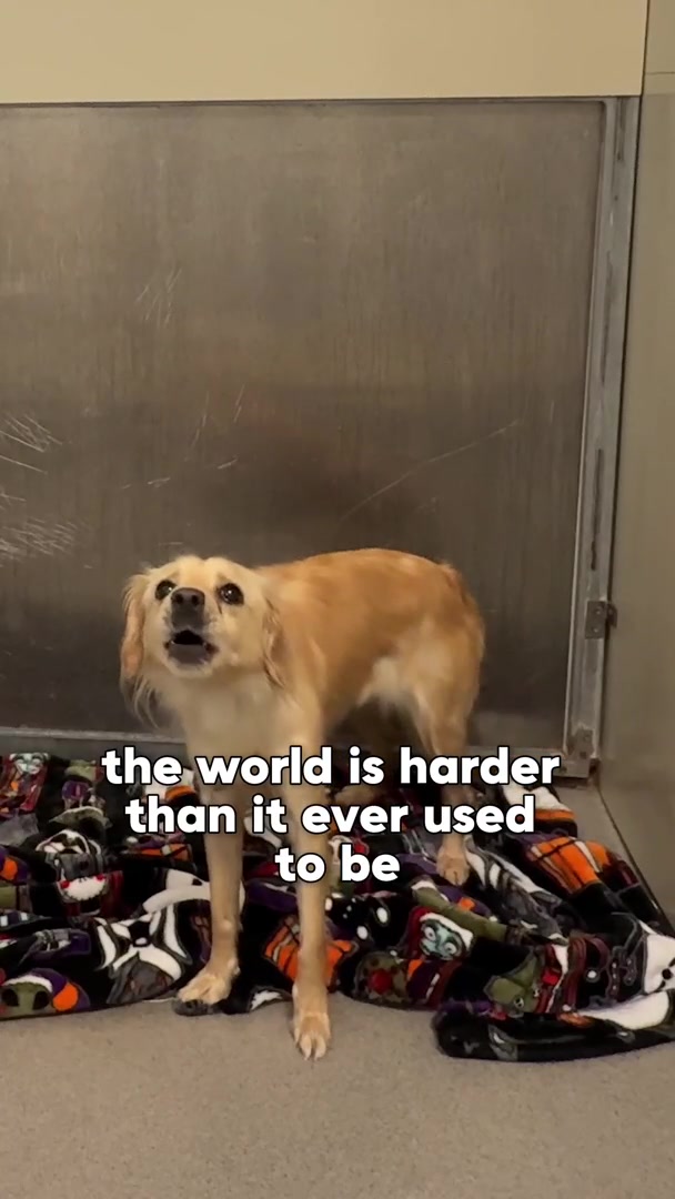 Watch Angry Quarantine Dog Melt When This Happens...