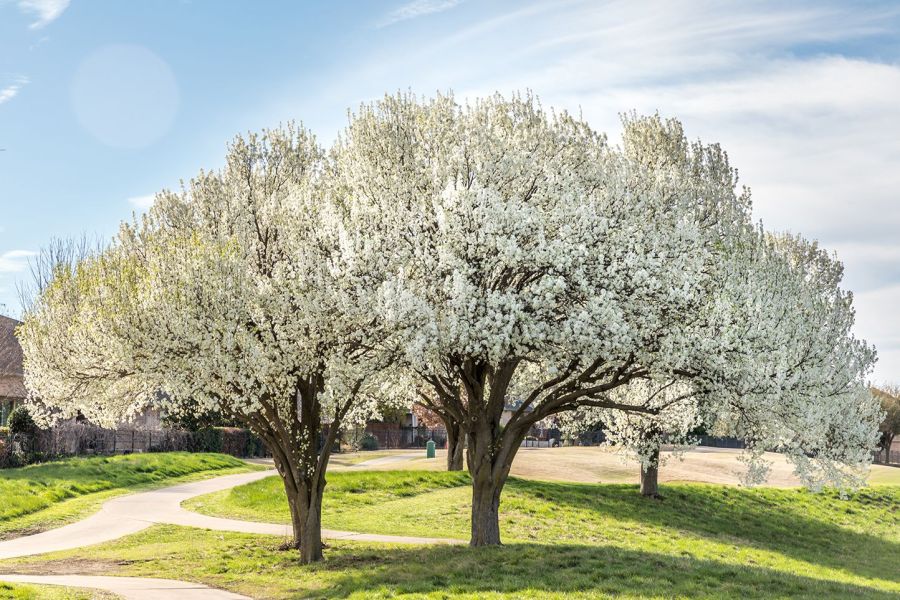 Invasive Bradford pear trees return to Missouri – How to replace them