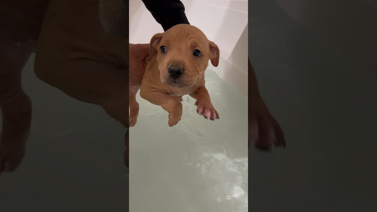 Puppy swim lessons begin