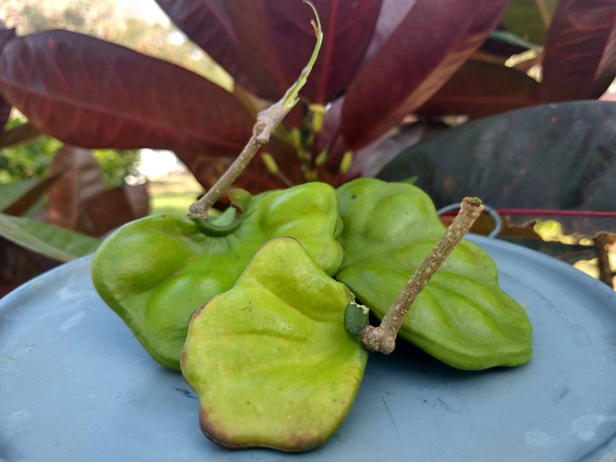 Árbol de parota: características, cuidados y usos tradicionales