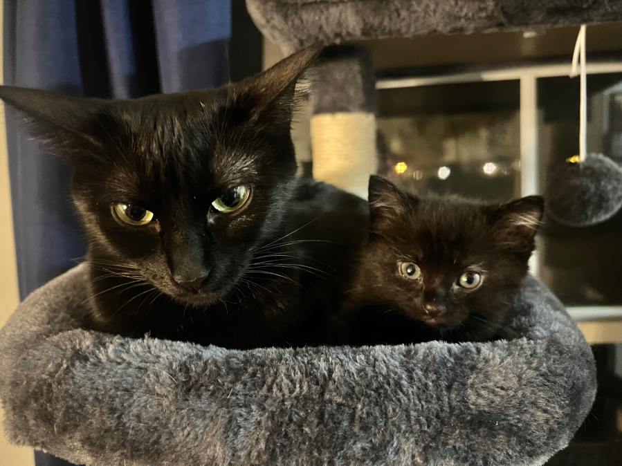 Kitten season is here: how to help and what to do if you find babies ...