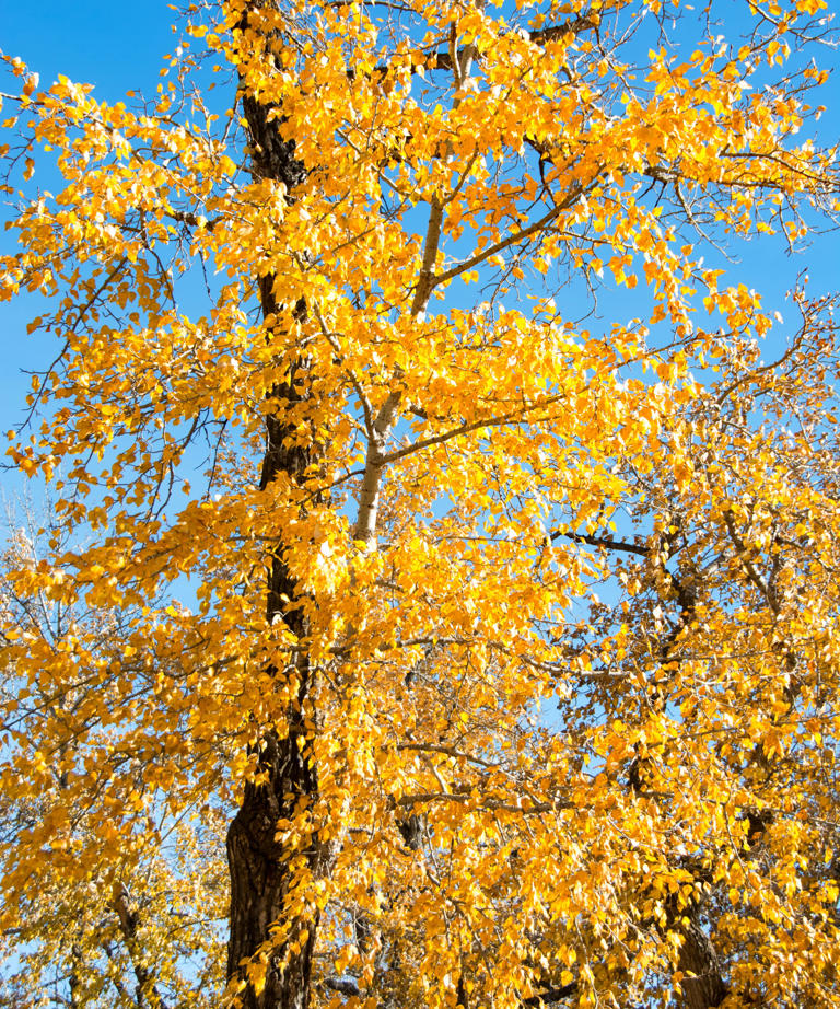 Safety is the number one reason to prune a cottonwood tree – an ...