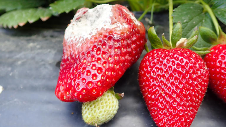10 Storage Mistakes That Are Making Your Berries Moldy
