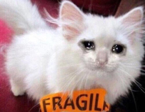 25 of the Saddest Cat Memes That Will Actually Make You Laugh