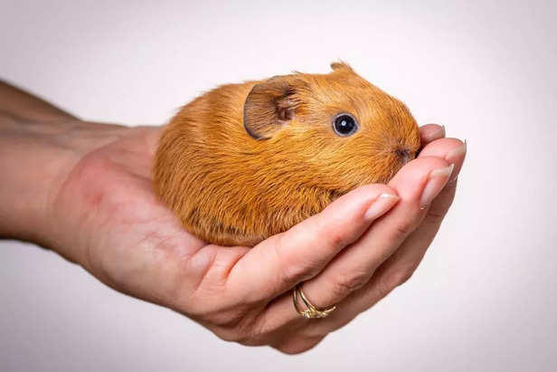 Chinchilla vs. Guinea Pig: Which Pet is Right for You?