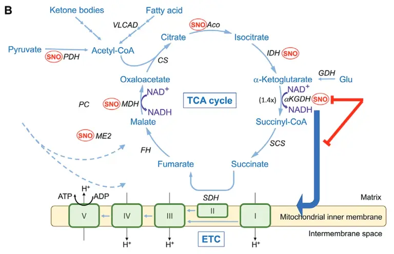 Lifechanging study restores brain function for Alzheimer’s patients