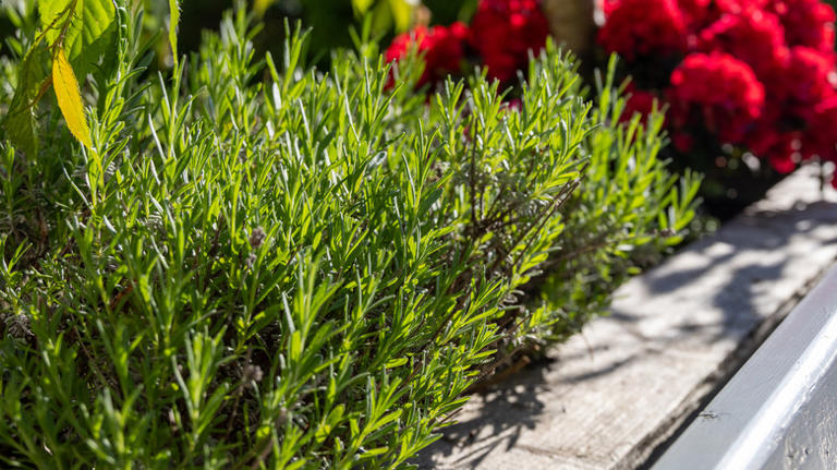 12 Popular Herbs Make The Perfect Filler Plants For Your Garden