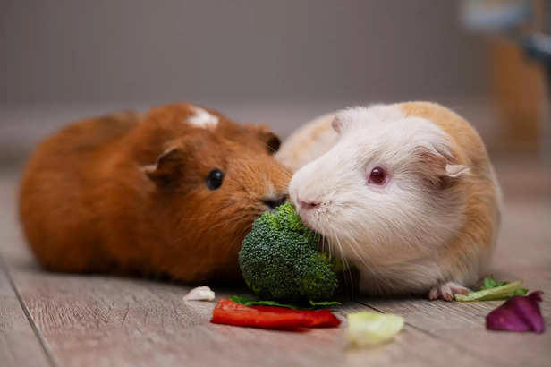 Chinchilla vs. Guinea Pig: Which Pet is Right for You?
