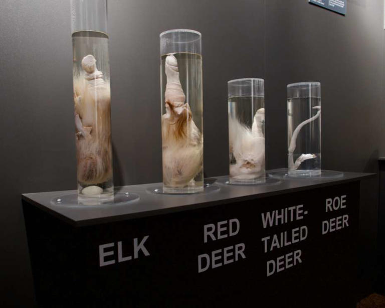 Road Trip: The Icelandic Phallological Museum