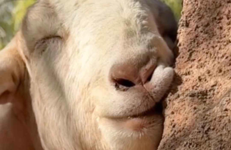 Have you ever heard a goat snore?