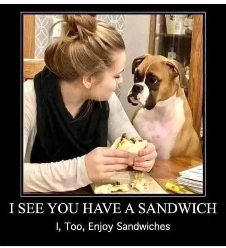 48 Funny Dog Memes That’ll Have You Howling With Laughter (March 29, 2025)