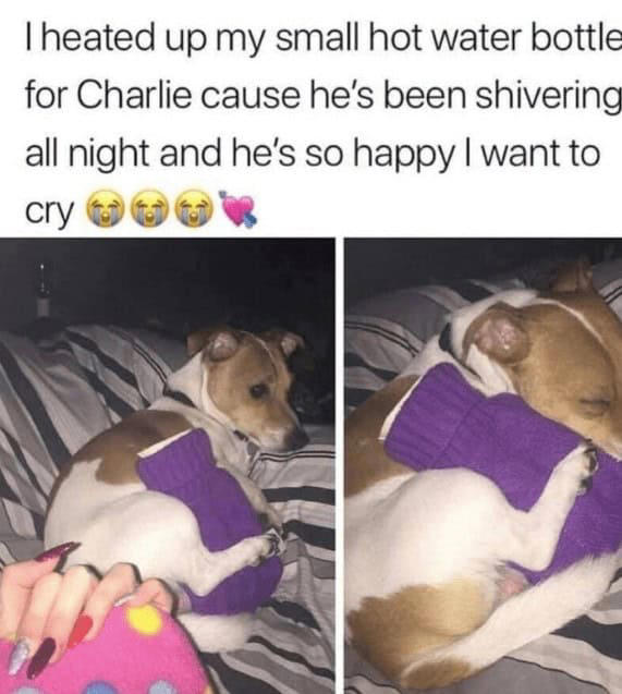 48 Funny Dog Memes That’ll Have You Howling With Laughter (March 29, 2025)