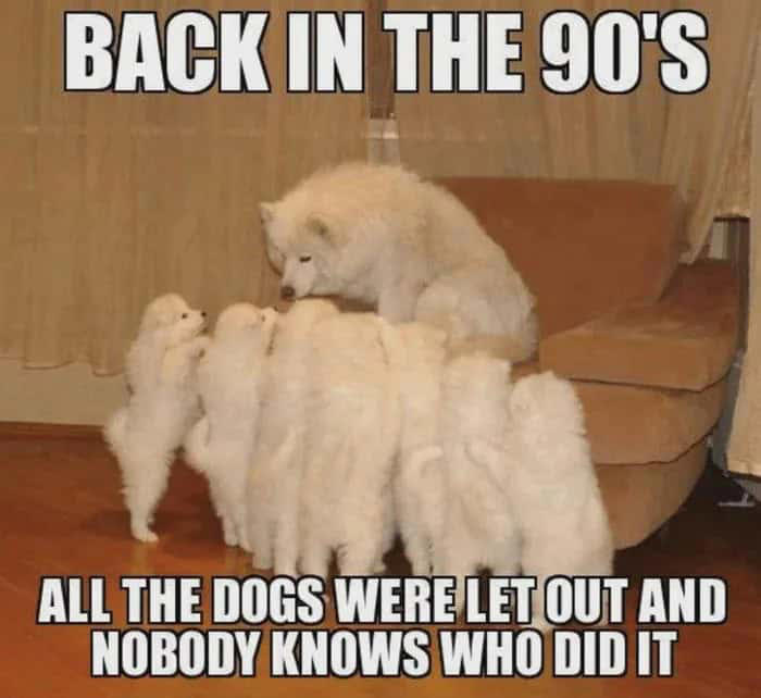 48 Funny Dog Memes That’ll Have You Howling With Laughter (March 29, 2025)