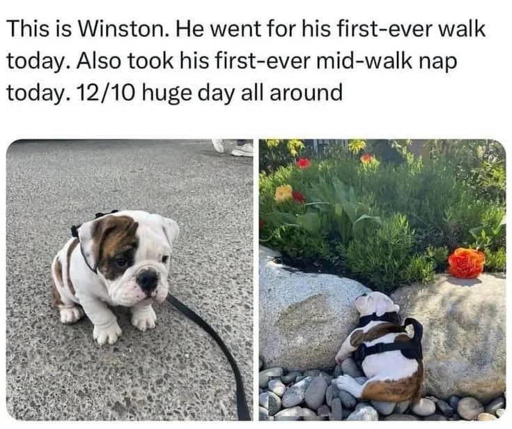 48 Funny Dog Memes That’ll Have You Howling With Laughter (March 29, 2025)