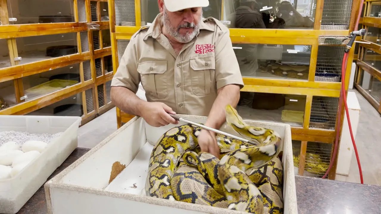 Python Attack while Harvesting Eggs!